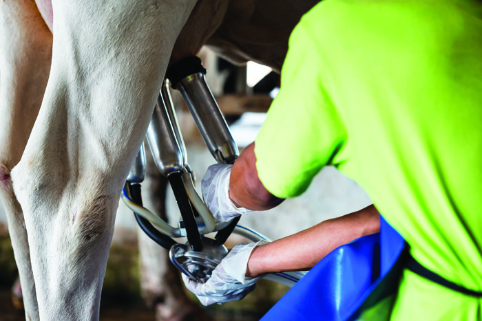 Bovine Leukemia Virus (BLV): Virus Transmission in Cattle - Grit